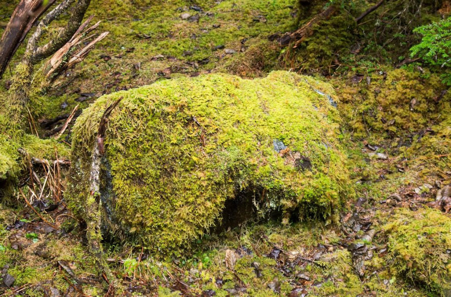 Alaskan Plants & Flowers Photographs | Roger Jett Photography
