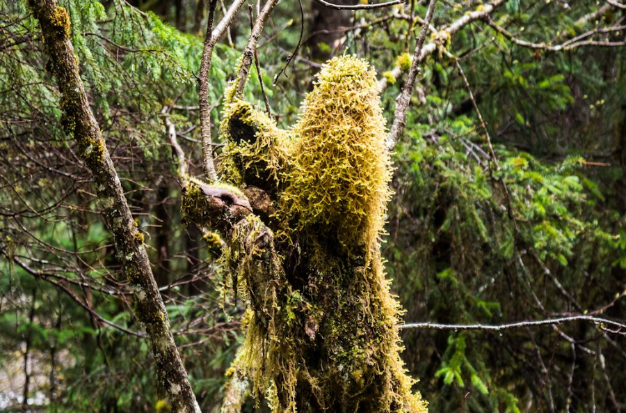 Alaskan Plants & Flowers Photographs | Roger Jett Photography