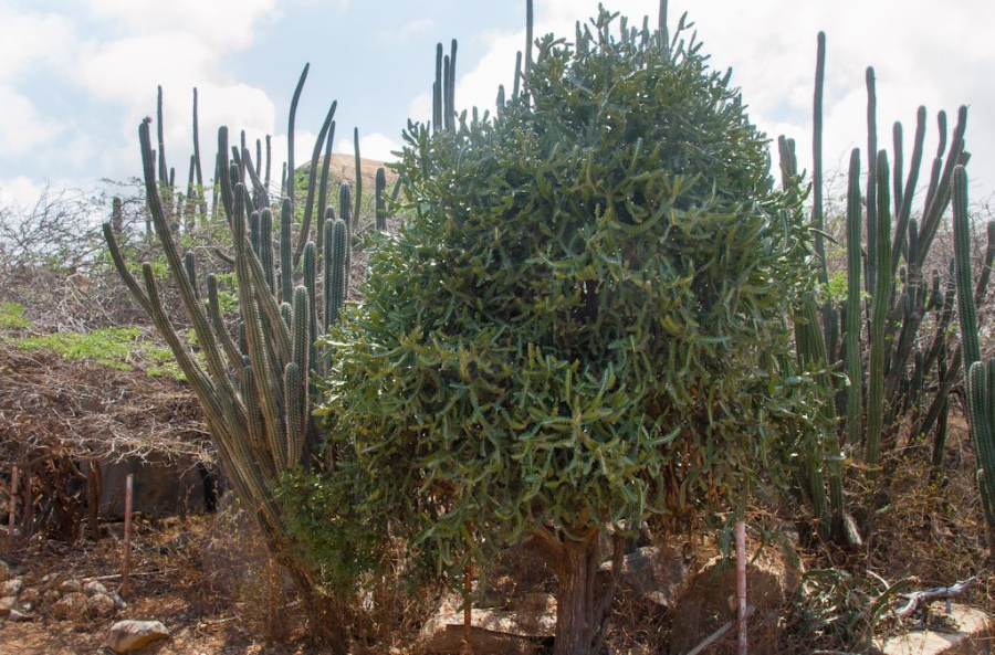 Caribbean Plants & Flowers Photographs | Roger Jett Photography