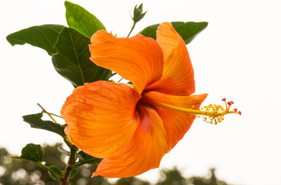 Caribbean Plants & Flowers Photographs | Roger Jett PhotographyRoger ...